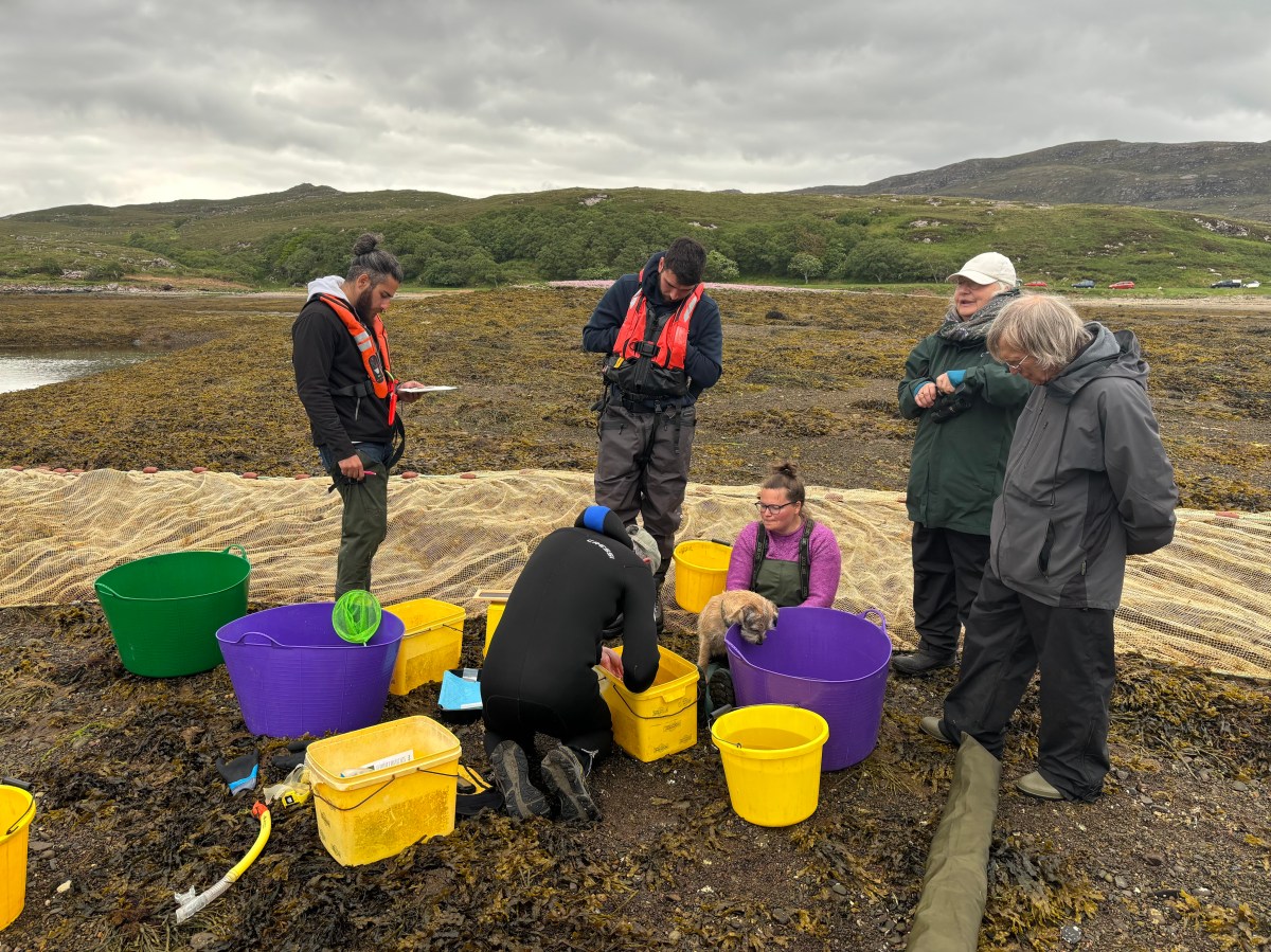 Sweep netting take two! – Physics teacher’s sabbatical